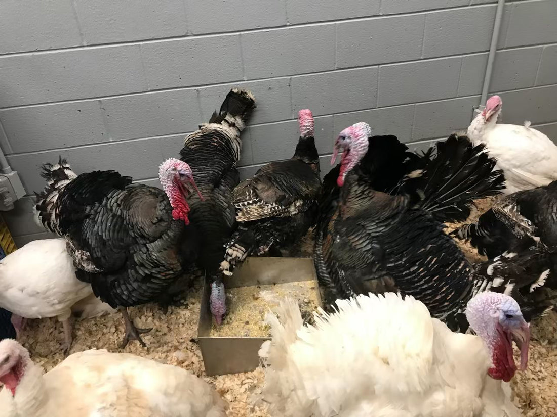 A-1 Livestock & Poultry – A-1 Livestock & Poultry